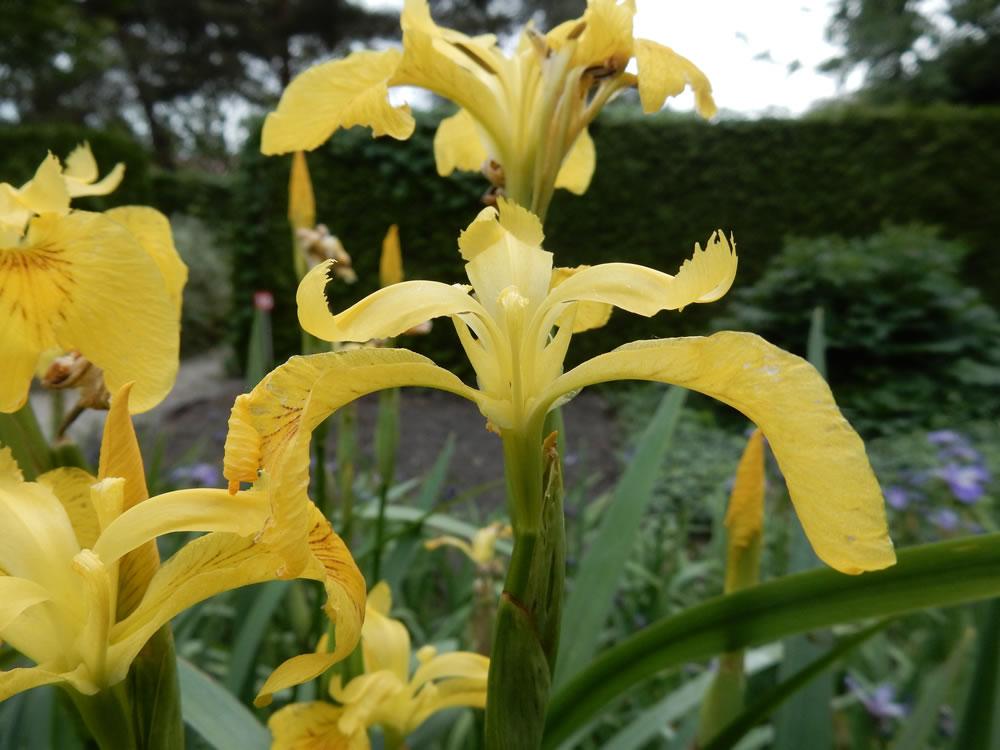 Iris pseudacorus | gele lis - Hortus Alkmaar